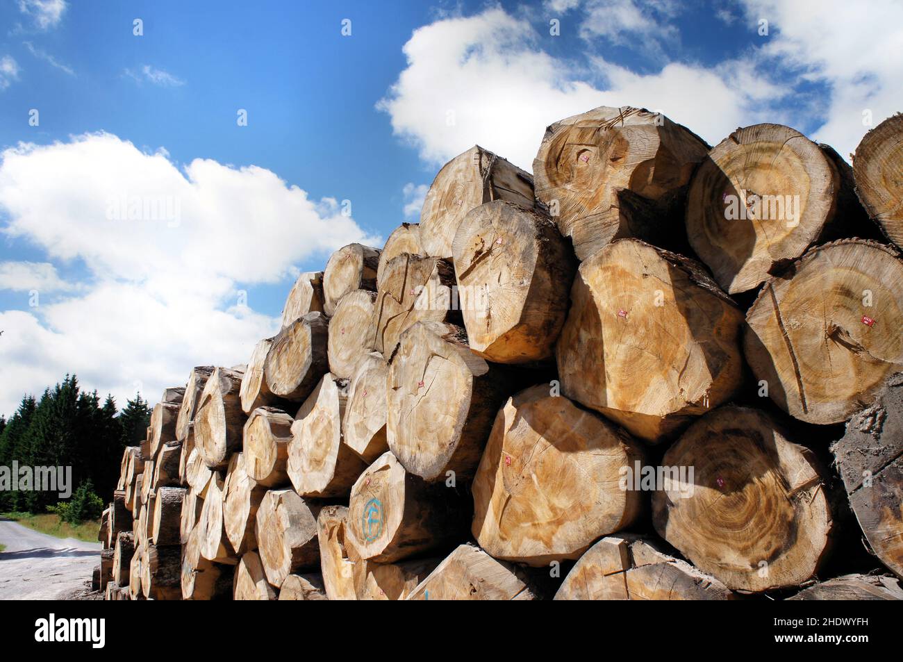 wood pile, tree trunks, wood logs, wood piles, tree trunk Stock Photo ...
