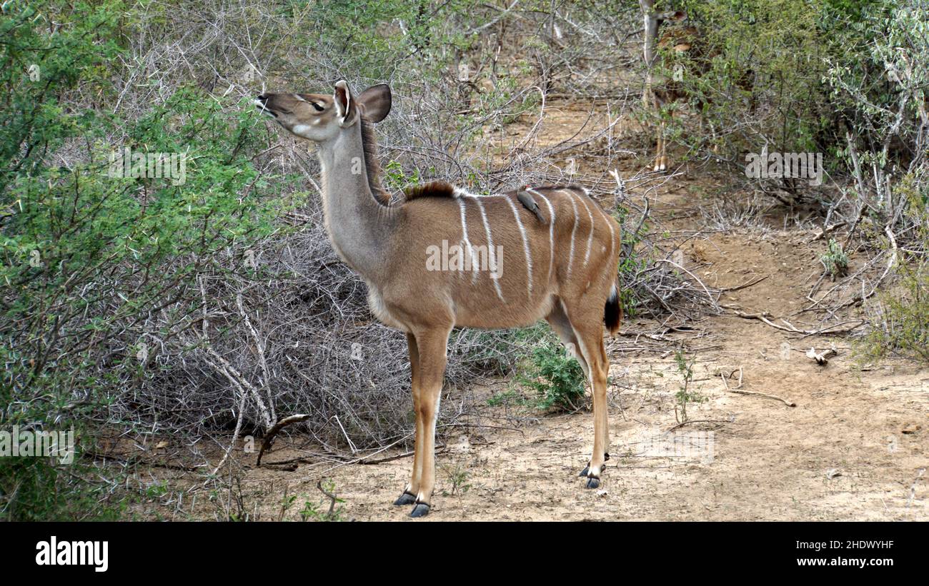 Kudu females hi-res stock photography and images - Alamy