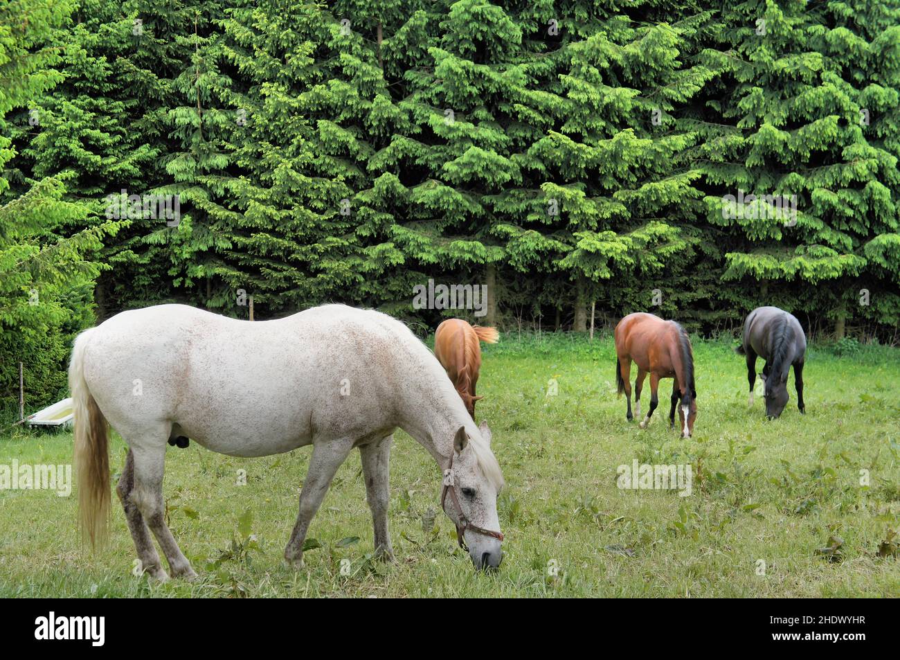 horses, paddock, horse, paddocks Stock Photo - Alamy
