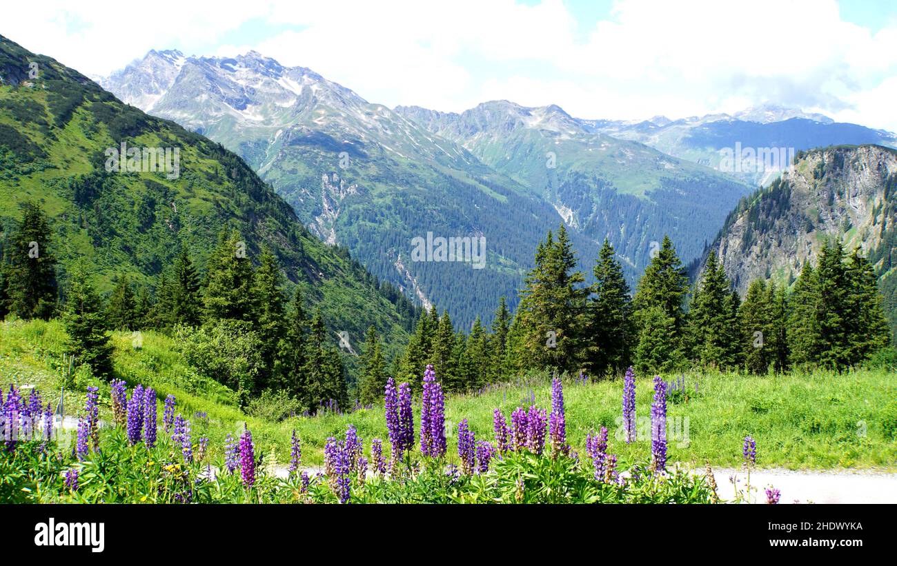 Alpine vegetations hi-res stock photography and images - Alamy