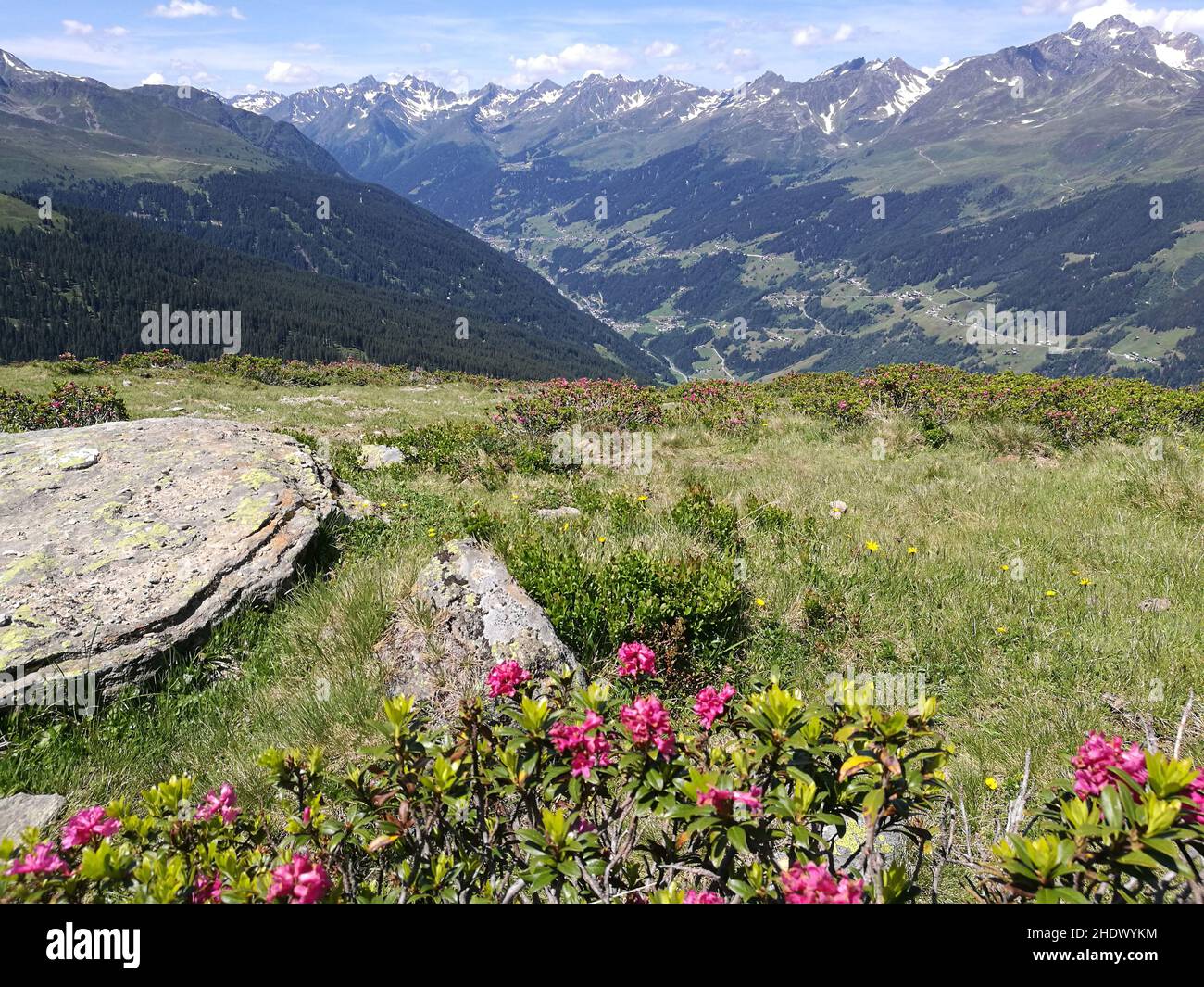 vegetation, mountains, rhododendron, vegetations, mountain ...