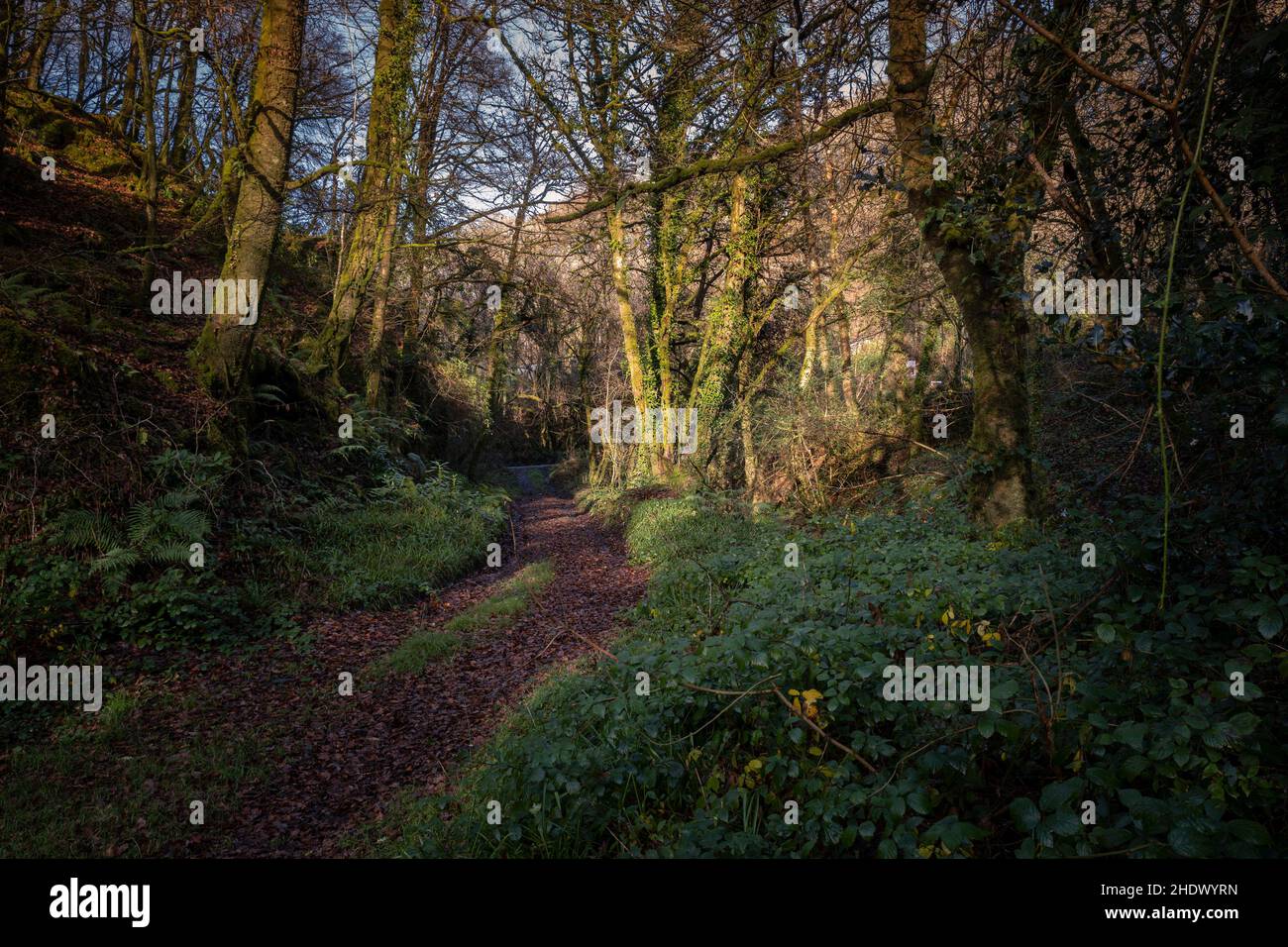 A leaf covered footpath through Great Wood on Bodmin Moor in Cornwall ...