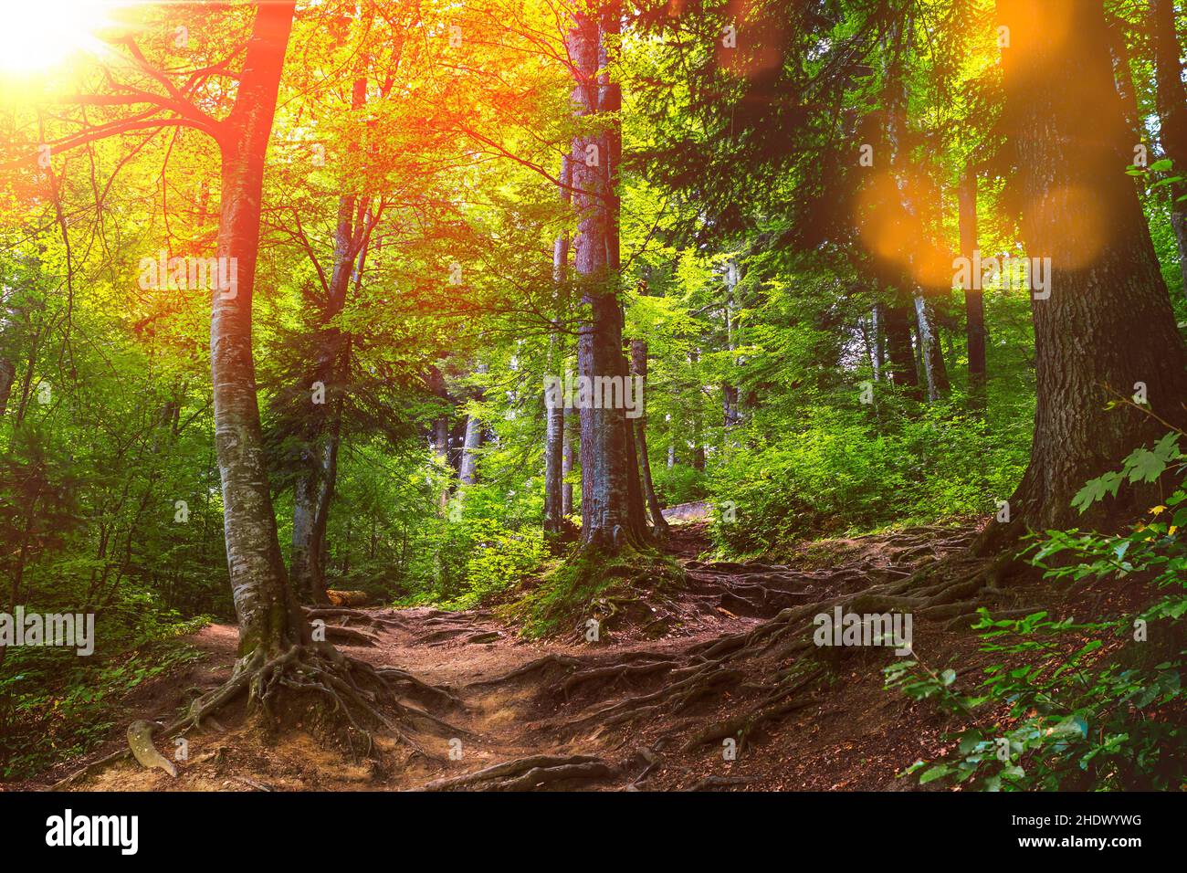 forest, trees, deciduous forest, forests, wood, woodland, woods, tree ...