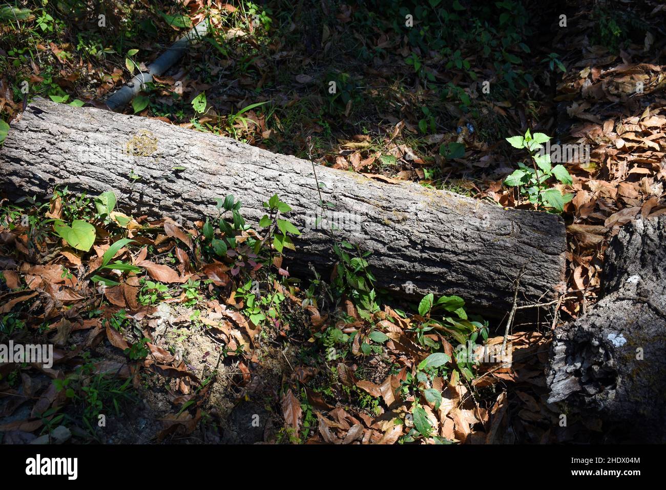 Felled tree logs in himalayan forest Stock Photo - Alamy