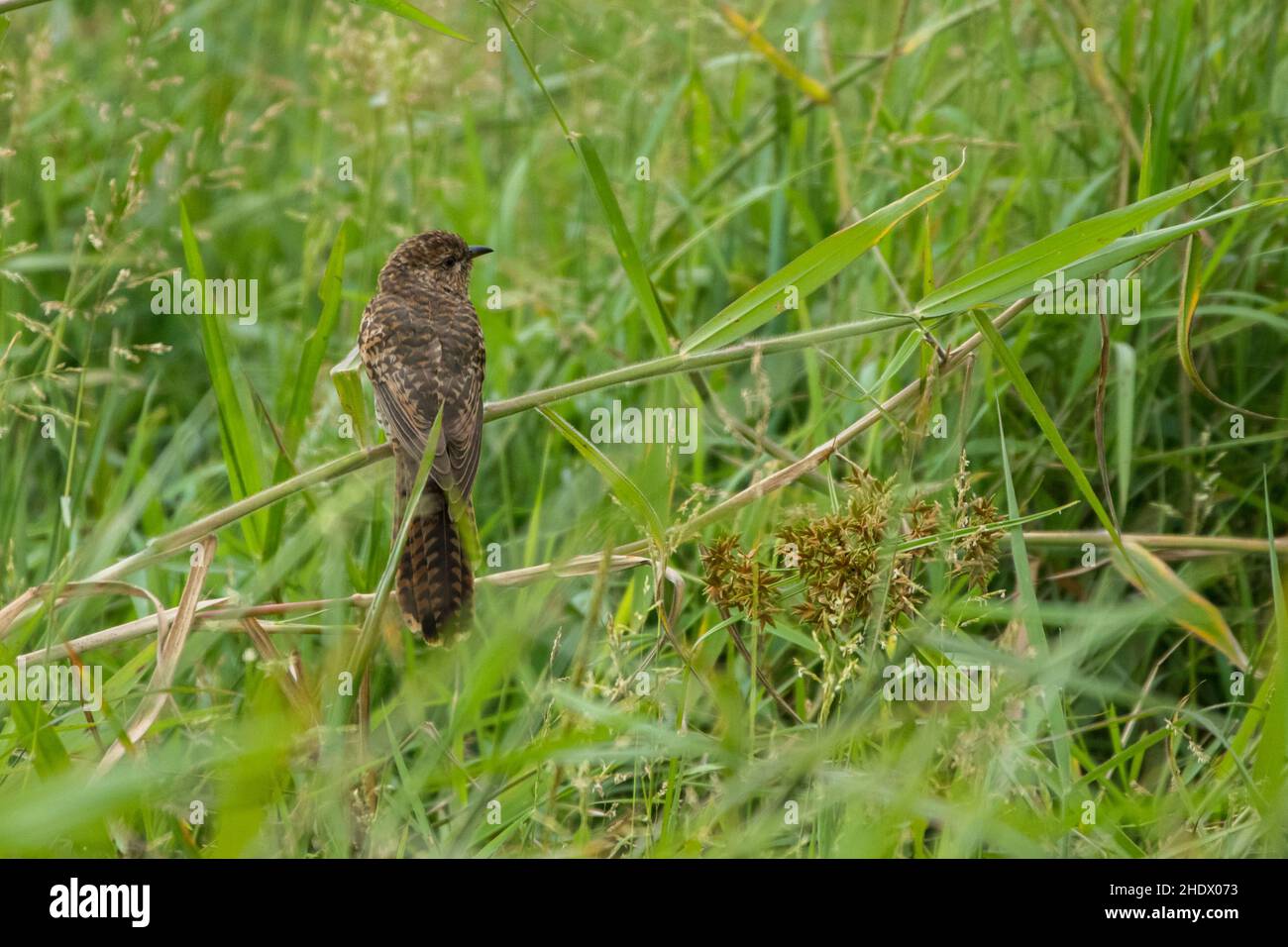 Plaintive Cuckoo, Cacomantis merulinus, Vietnam Stock Photo - Alamy