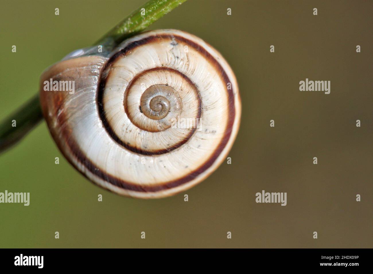 snail, snail-shell, snails, snail-shells Stock Photo - Alamy