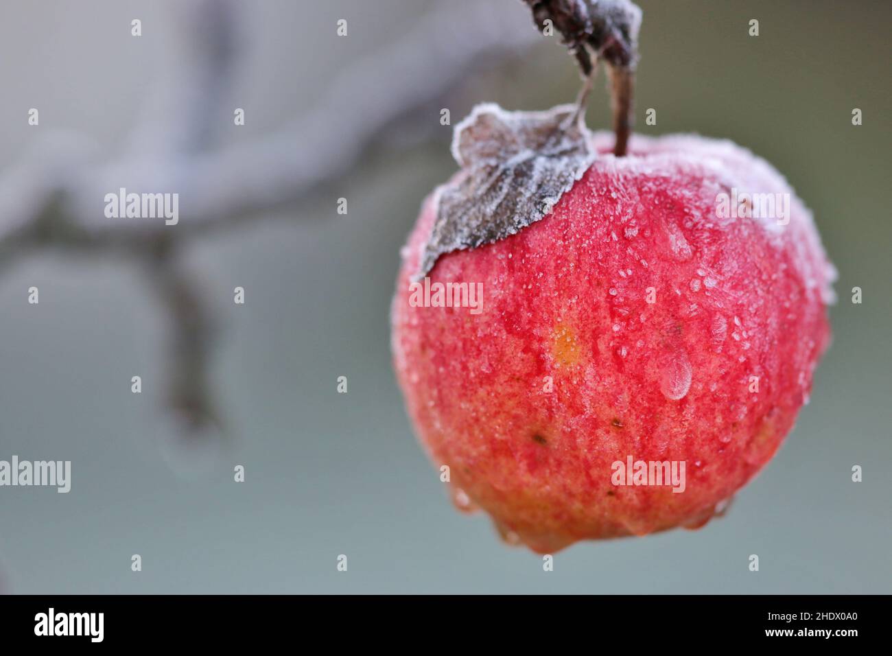 apple, frost, apple tree, apples, frosts, apple trees Stock Photo - Alamy