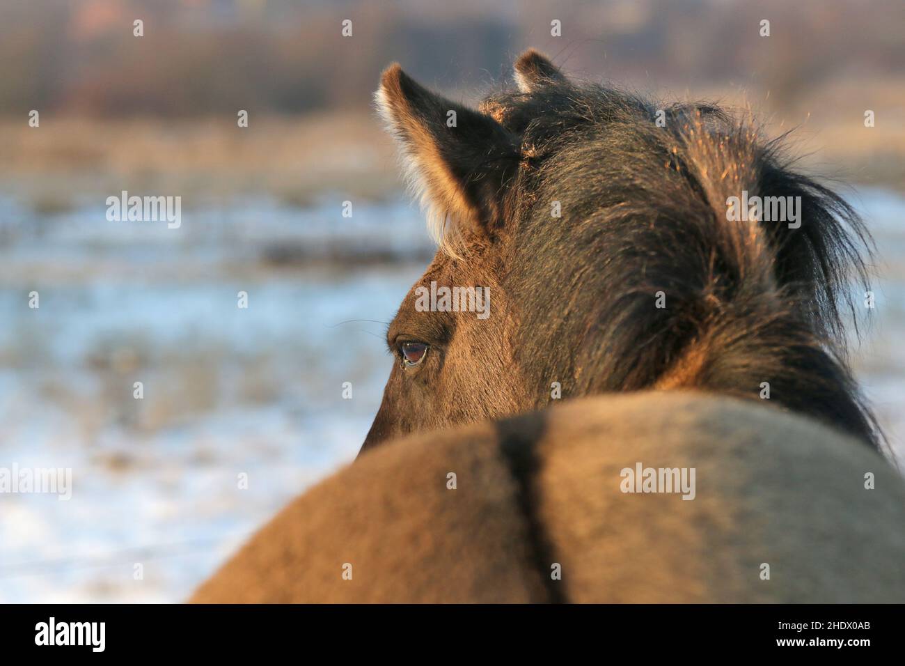 Rear end horse hi-res stock photography and images - Alamy