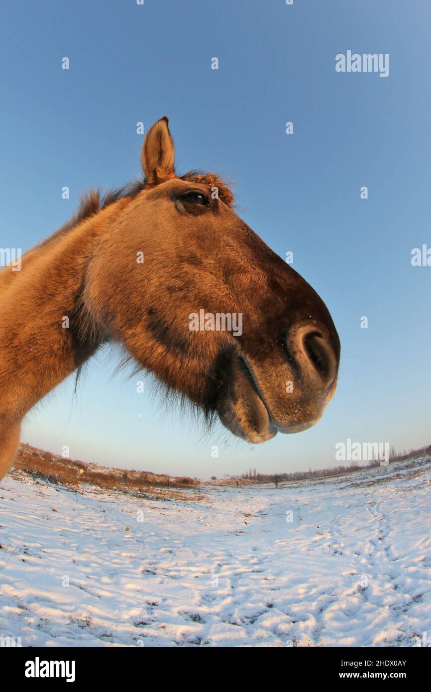 fish eye lens, horse mouth Stock Photo - Alamy