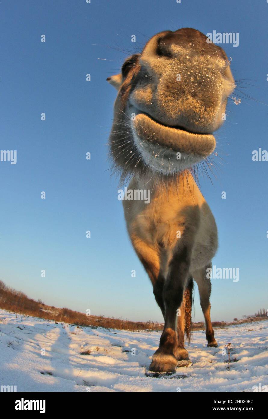 fish eye lens, horse mouth Stock Photo - Alamy