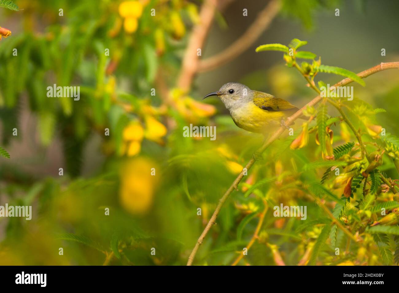 Annam Sunbird, Aethopyga gouldiae annamensis, Vietnam Stock Photo - Alamy