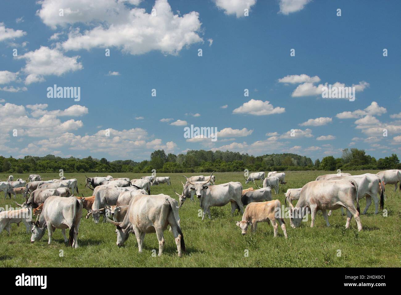 cattle, hungarian grey cattle, cattles, livestock, hungarian grey ...