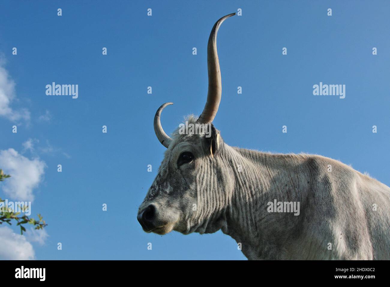 cattle, hungarian grey cattle, cattles, livestock, hungarian grey ...