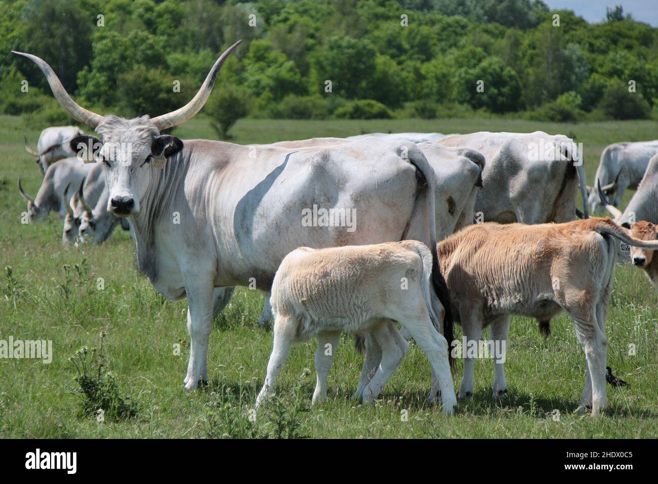cattle, hungarian grey cattle, cattles, livestock, hungarian grey ...