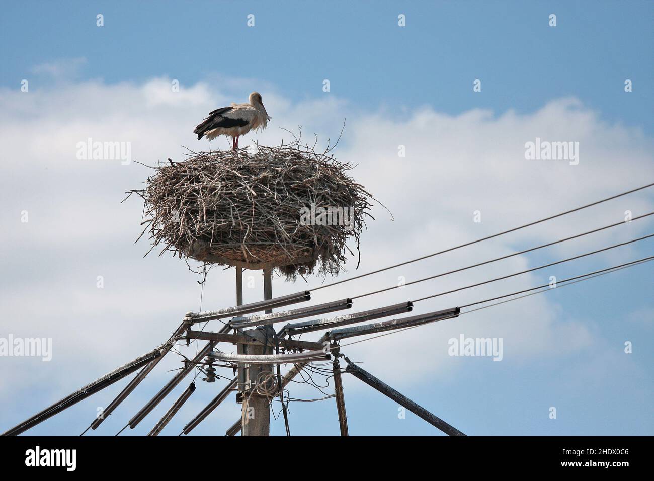 electrical tower, stork nest, electrical towers, stork nests Stock ...