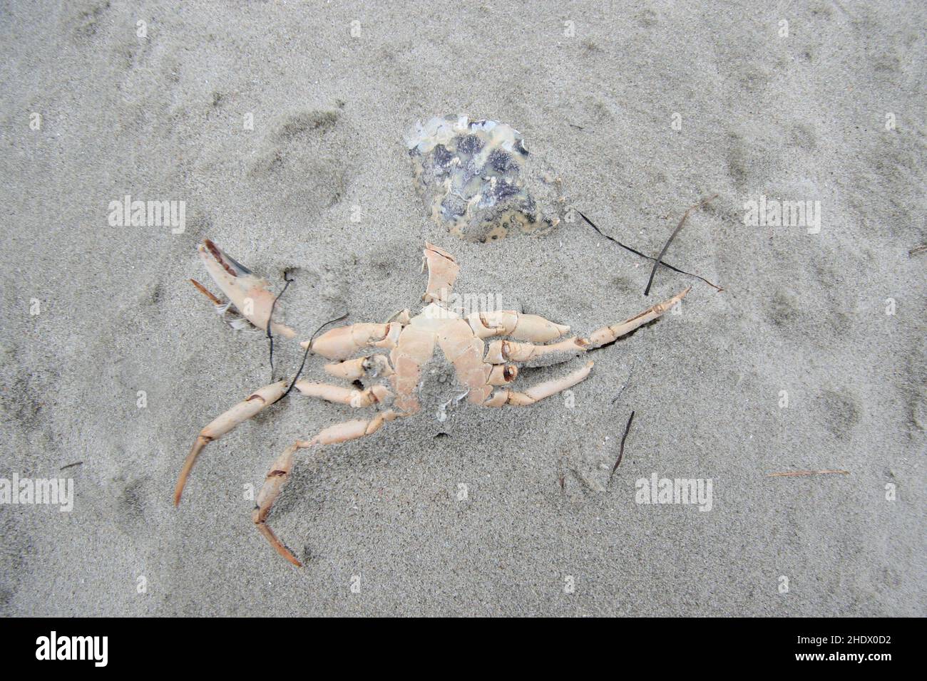 crab, cancer, crabs, cancers Stock Photo - Alamy