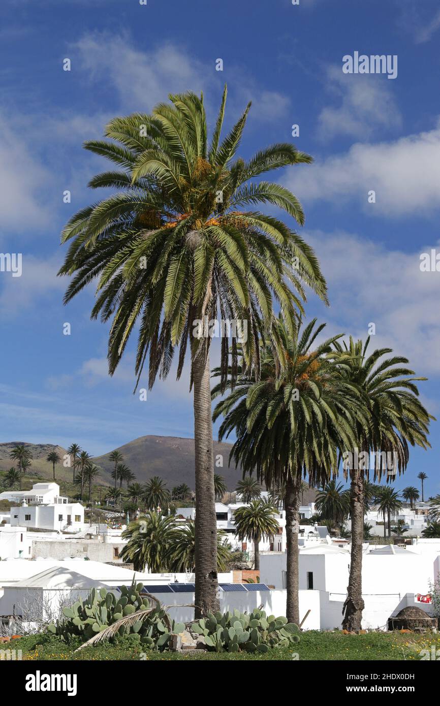 lanzarote, palm, lanzarotes, palm trees Stock Photo - Alamy
