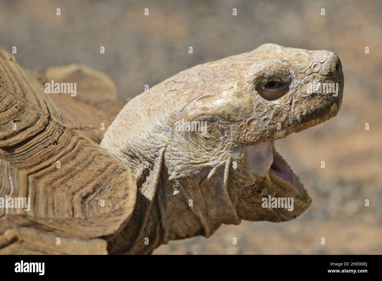 Fossil Turtle Shell High Resolution Stock Photography and Images - Alamy