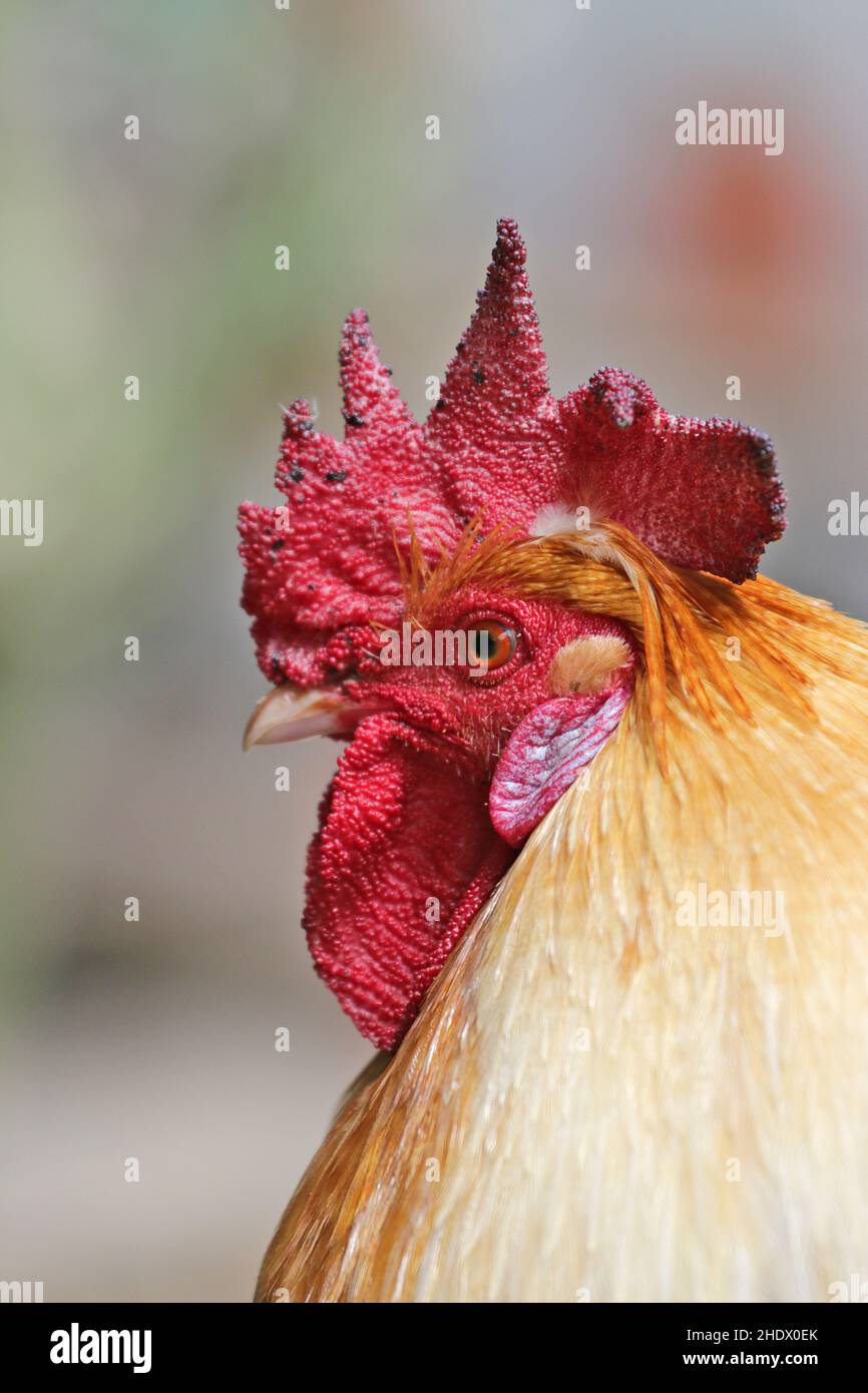 Rooster portrait portraits hi-res stock photography and images - Alamy