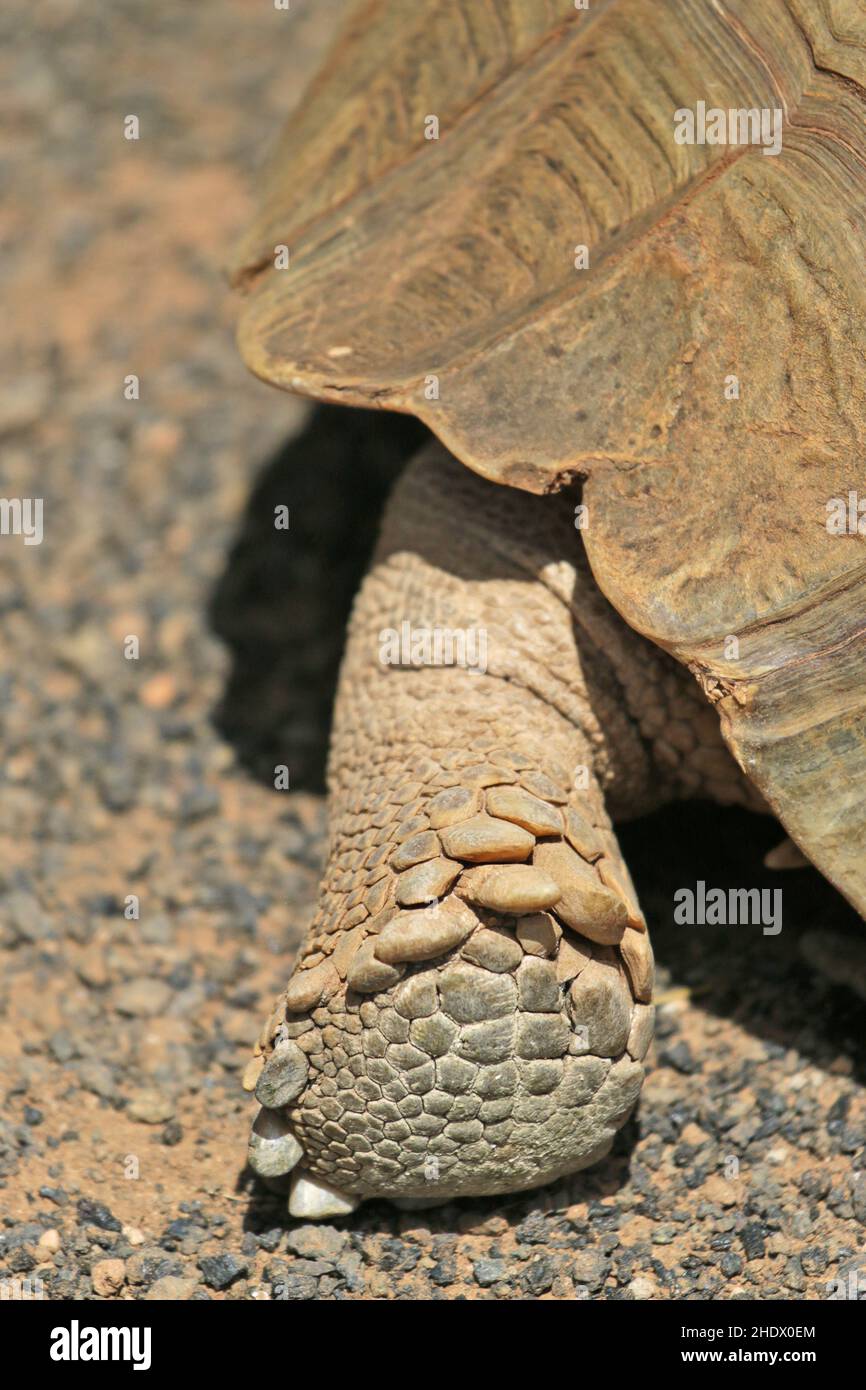 leg, turtle, legs, turtles Stock Photo - Alamy
