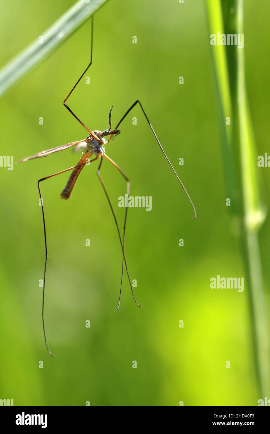 crane fly, crane flies Stock Photo - Alamy