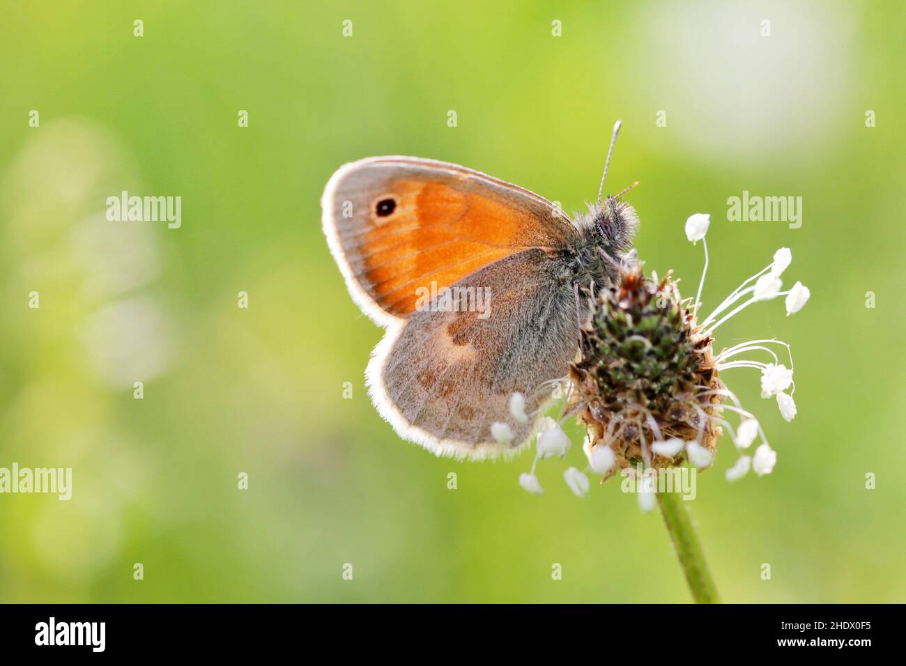 butterfly, satyrinae, butterflies, satyrinaes Stock Photo - Alamy