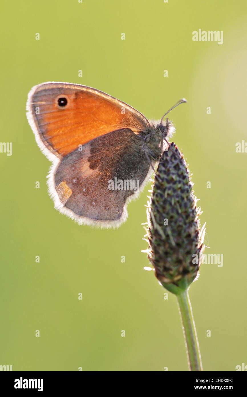 butterfly, satyrinae, butterflies, satyrinaes Stock Photo - Alamy