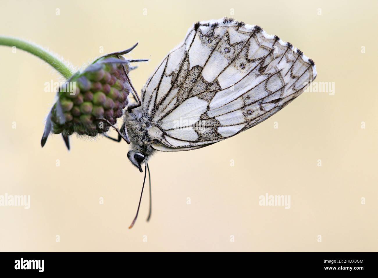 marbled white, marbled whites Stock Photo - Alamy