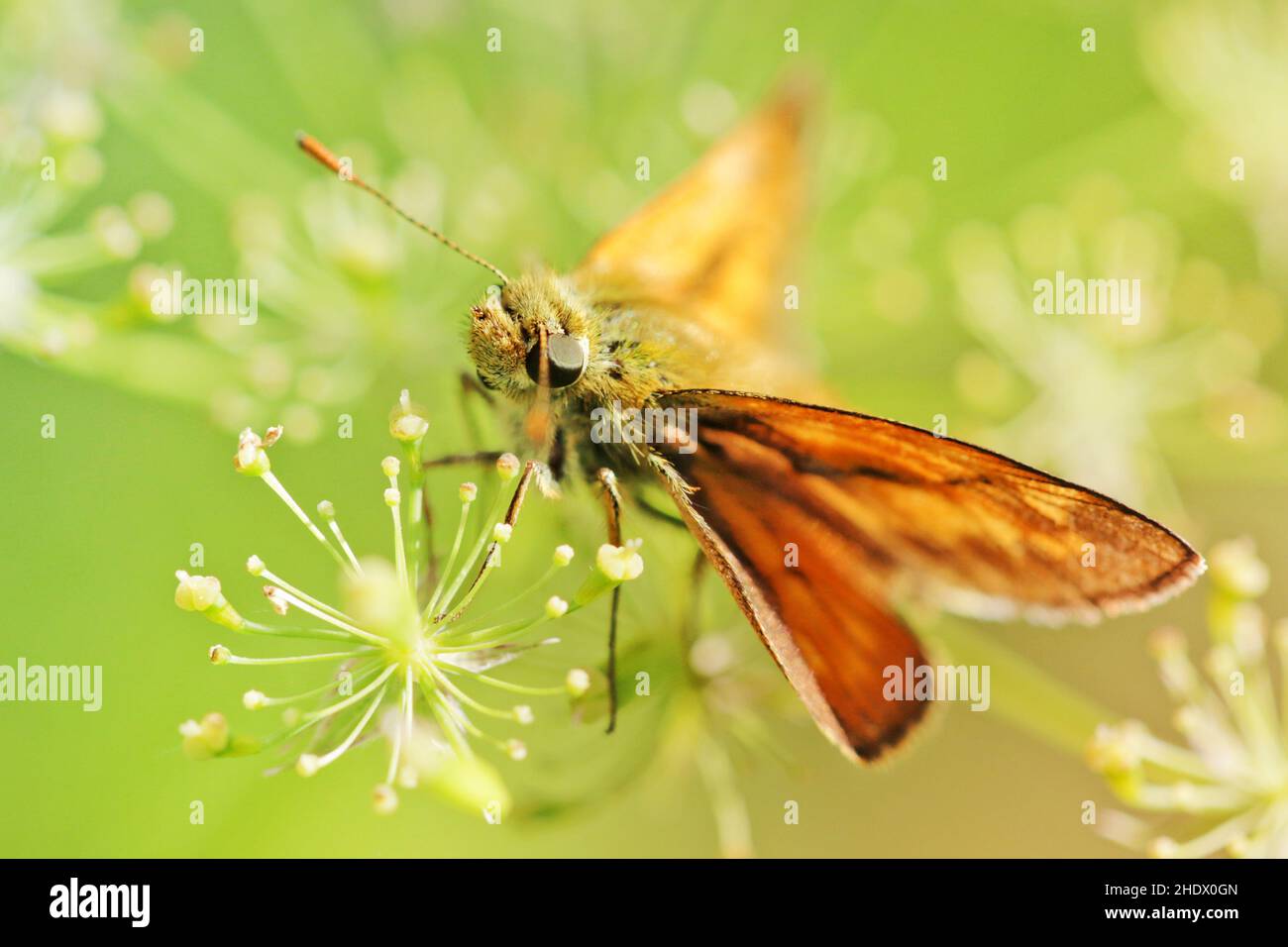 butterfly, skipper butterfly, butterflies, skipper butterflies Stock ...