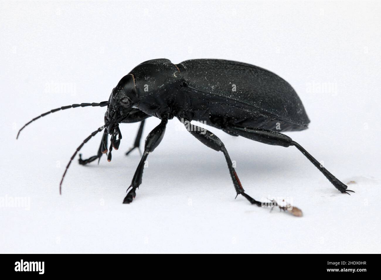 Black beetle beetles hi-res stock photography and images - Alamy