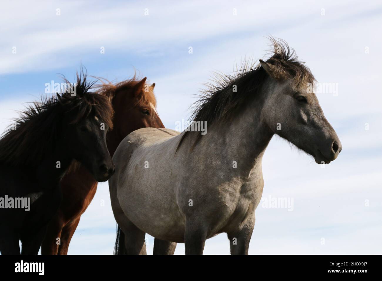 pony, icelandic horse, ponies, islandponies Stock Photo - Alamy