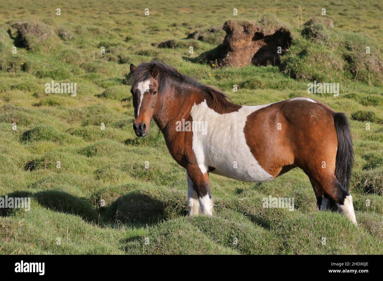 pony, icelandic horse, ponies, islandponies Stock Photo - Alamy