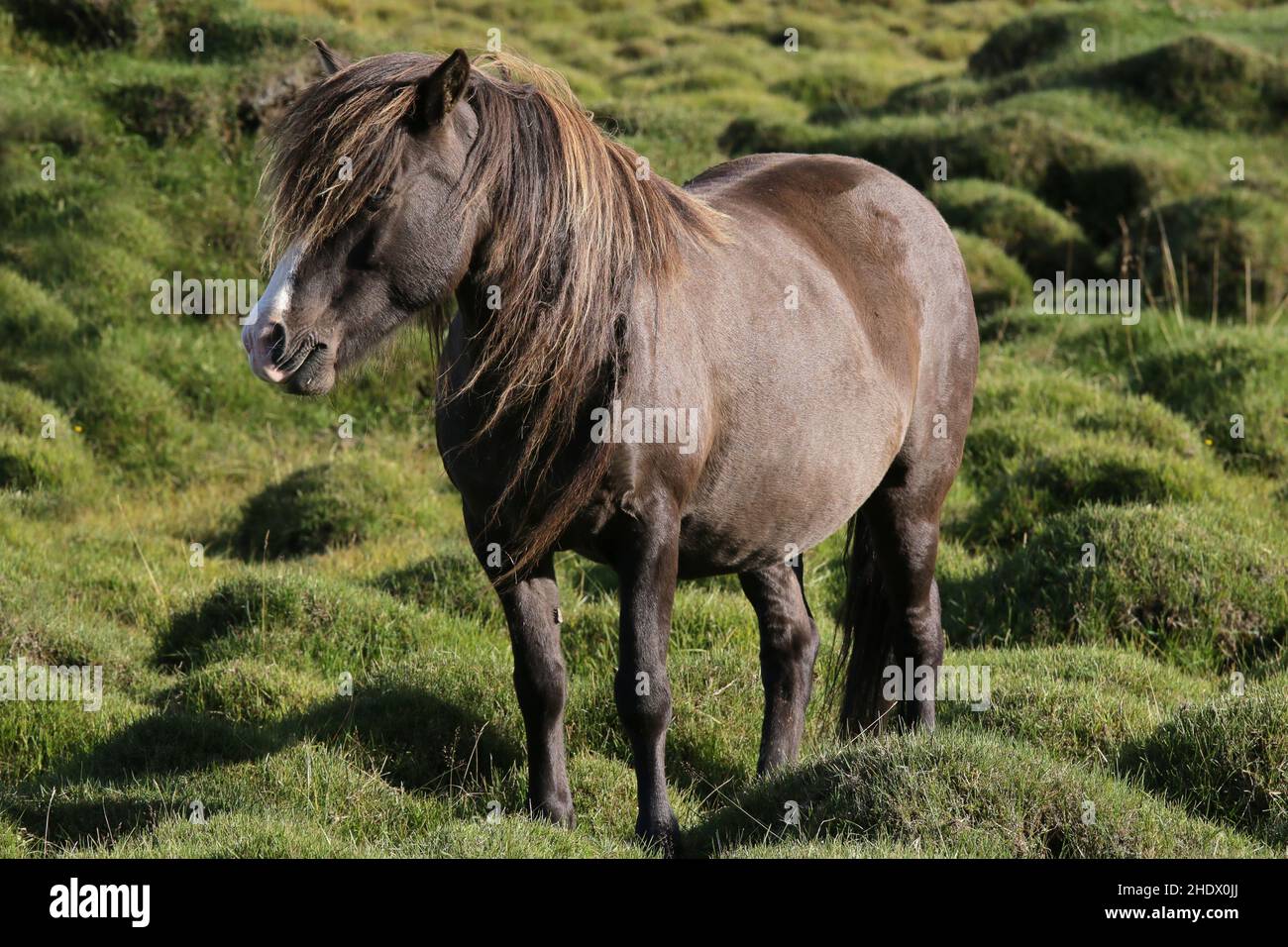 pony, icelandic horse, ponies, islandponies Stock Photo - Alamy
