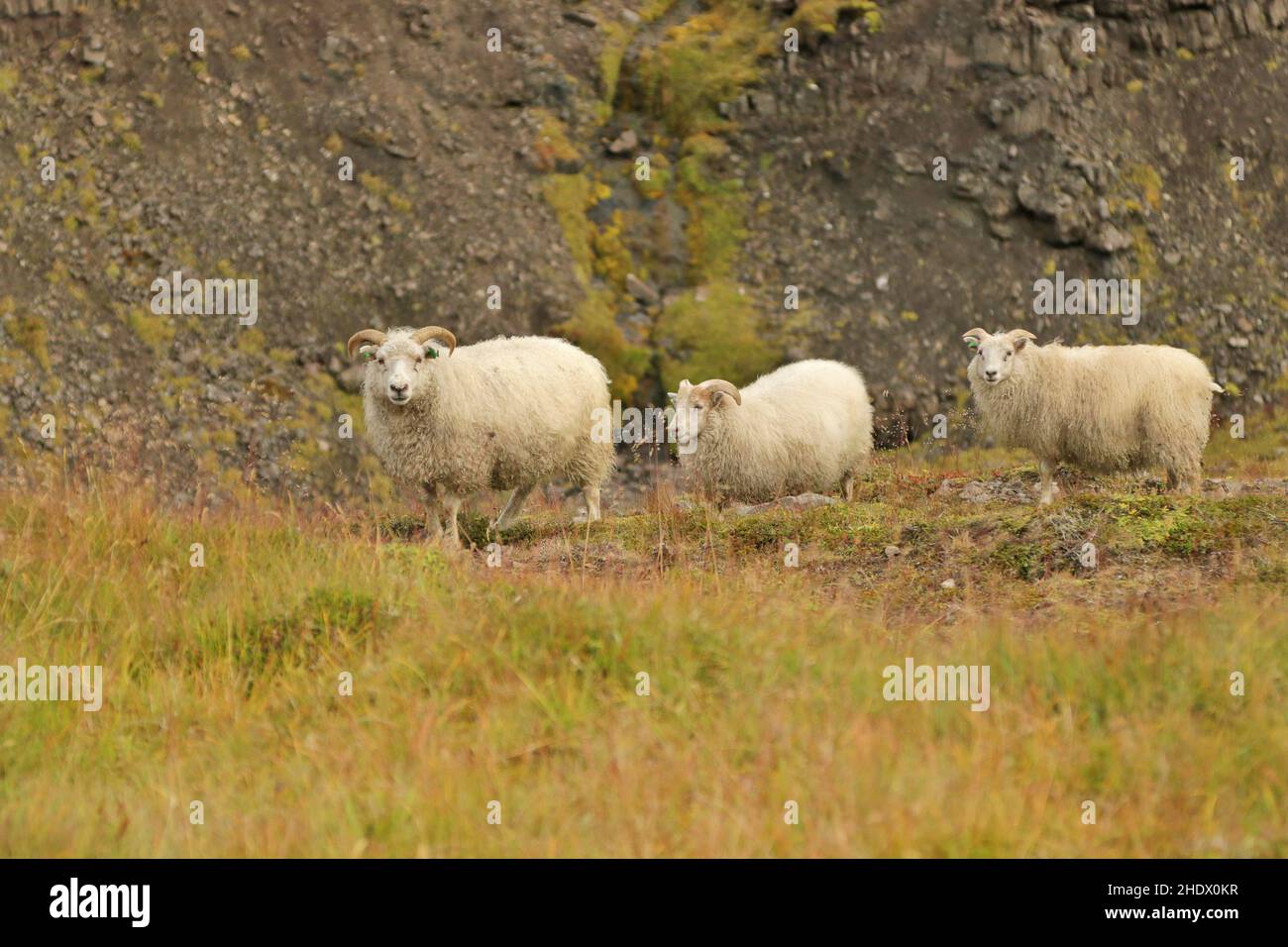 iceland, sheep, icelands, sheeps Stock Photo - Alamy