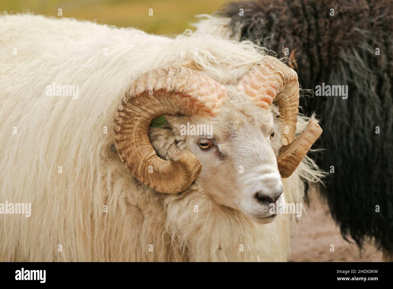 ram, short-tailed sheep, rams Stock Photo - Alamy