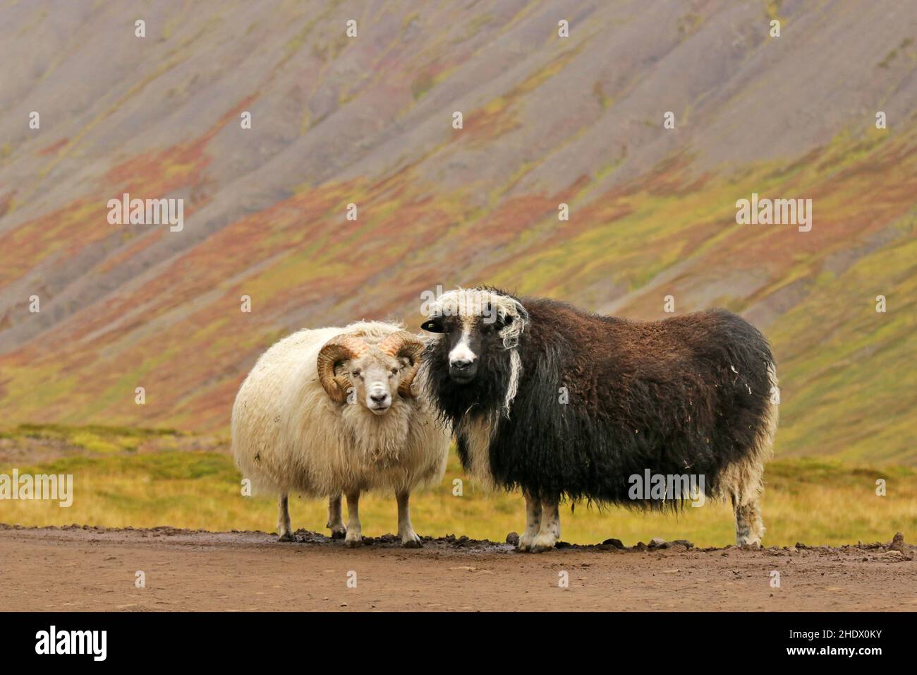 sheep, friends, sheeps, friend Stock Photo - Alamy