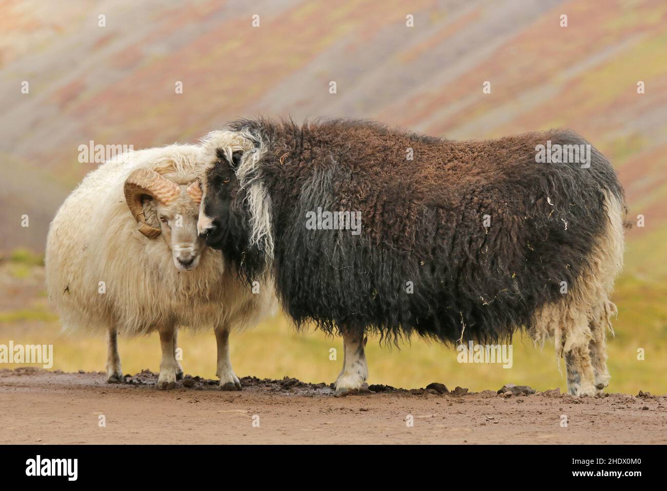 Short tailed sheep hi-res stock photography and images - Alamy