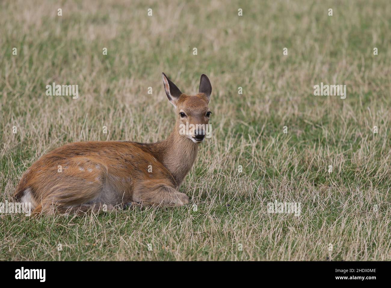 young animal, sikawild, young animals Stock Photo - Alamy