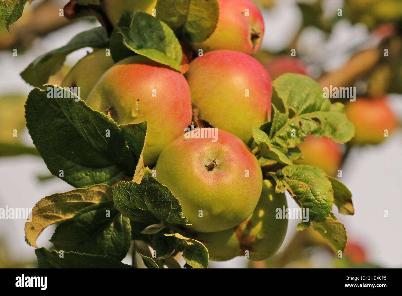 apple, apple tree, apples, apple trees Stock Photo - Alamy