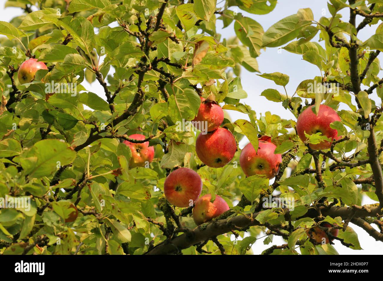apple, apple tree, apples, apple trees Stock Photo - Alamy