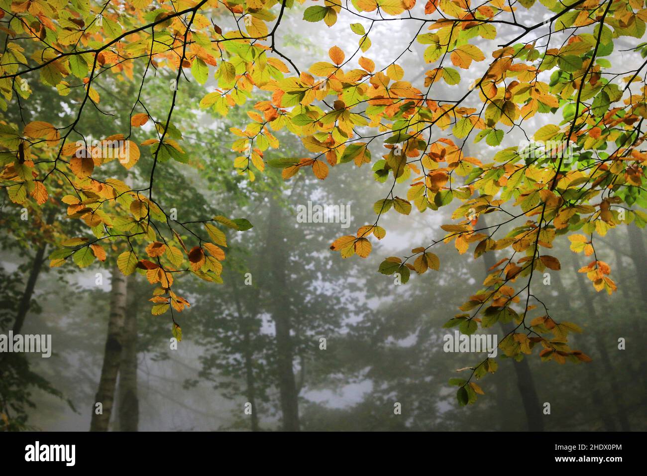beech tree, deciduous forest, beech trees, deciduous forests Stock ...