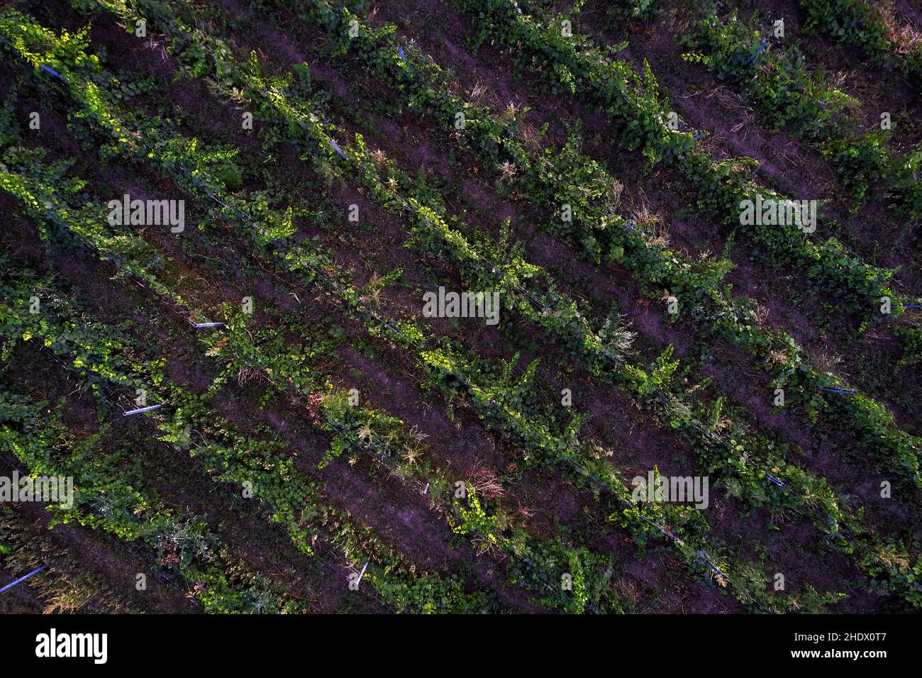 Aerial top view vineyard rows hi-res stock photography and images - Alamy