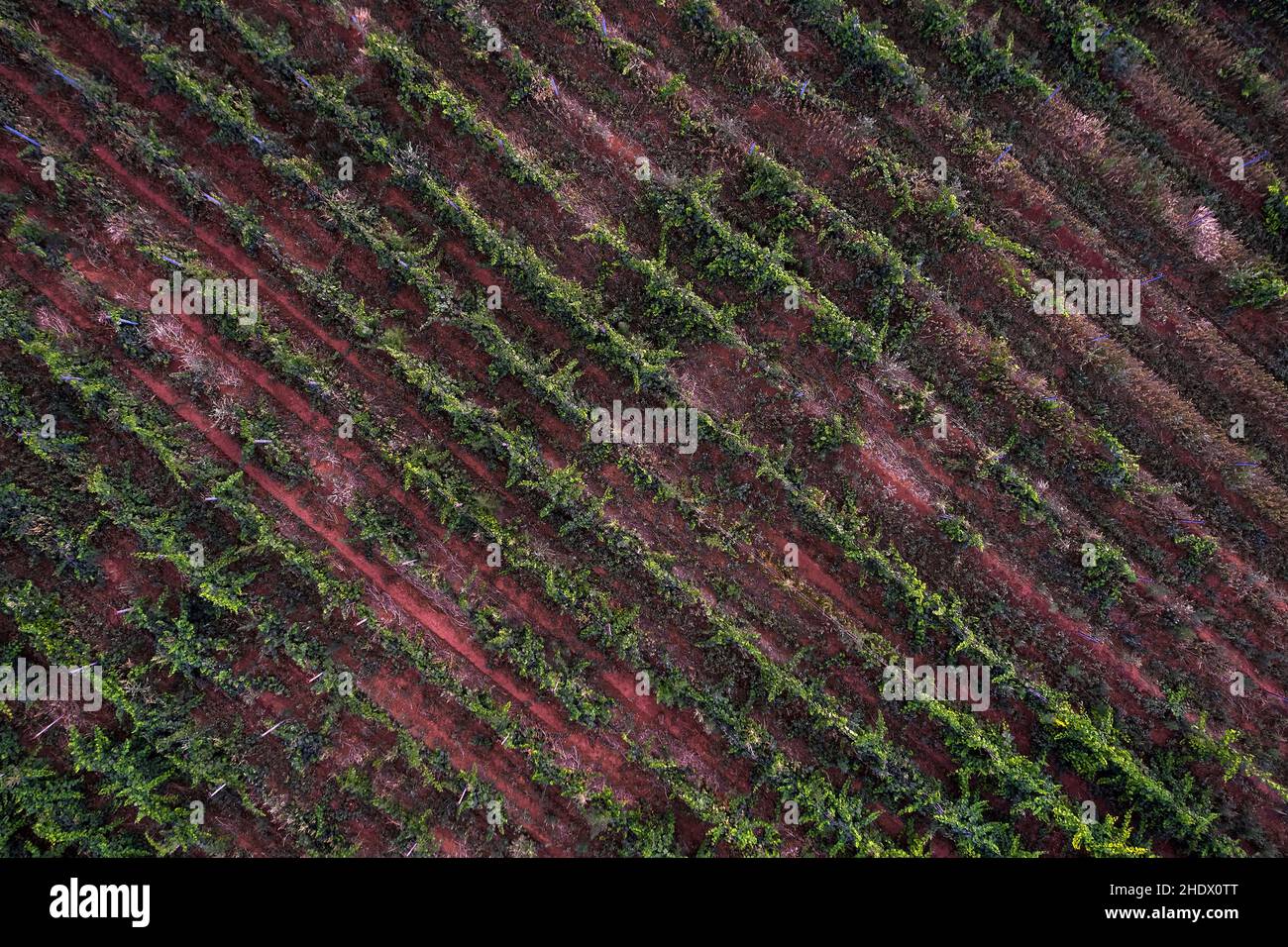 Vineyard plantation top view. Aerial view of the rows of vineyards ...