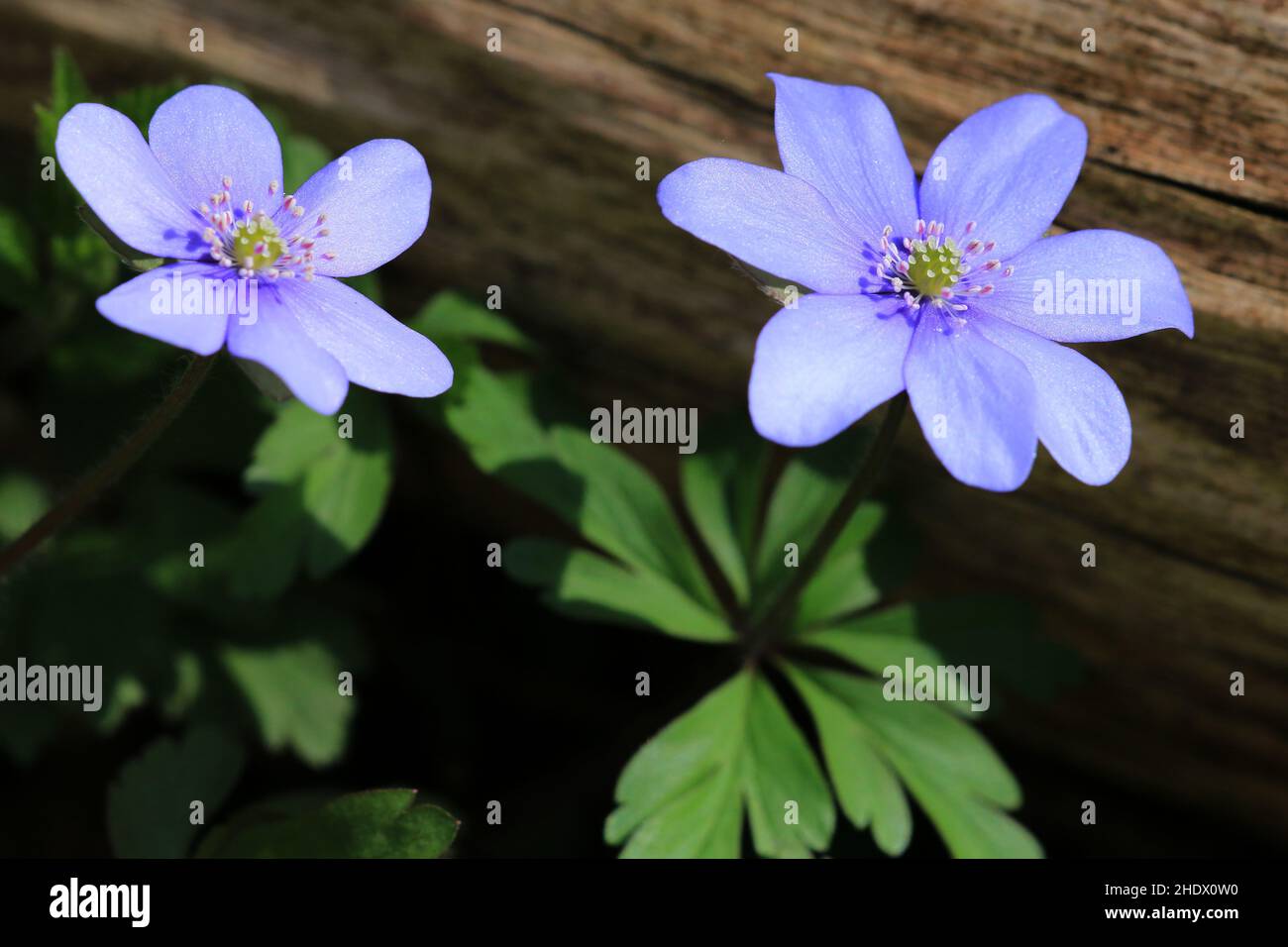 spring flower, windflower, spring flowers, windflowers Stock Photo - Alamy