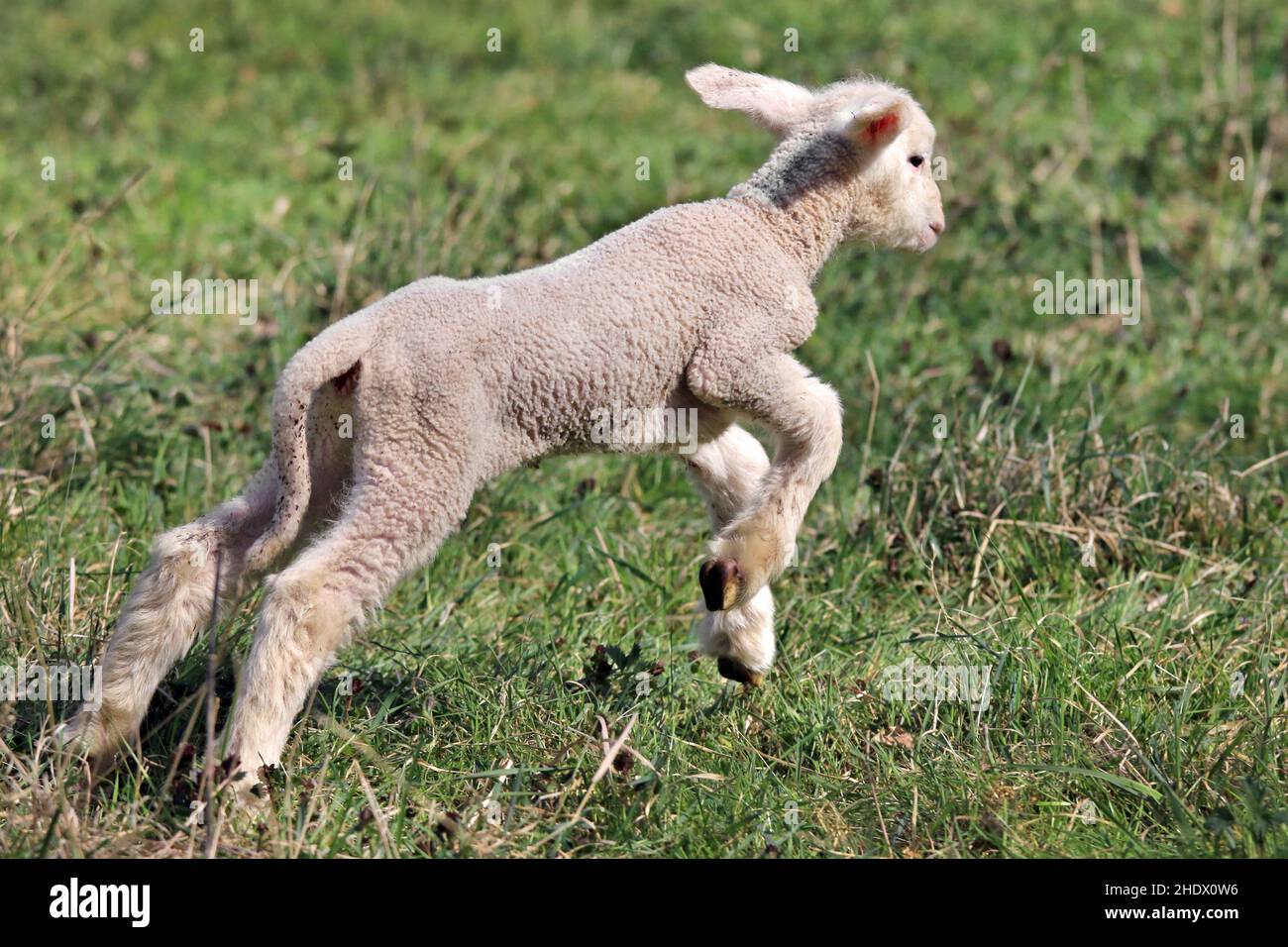 Lambs running and jumping hi-res stock photography and images - Alamy