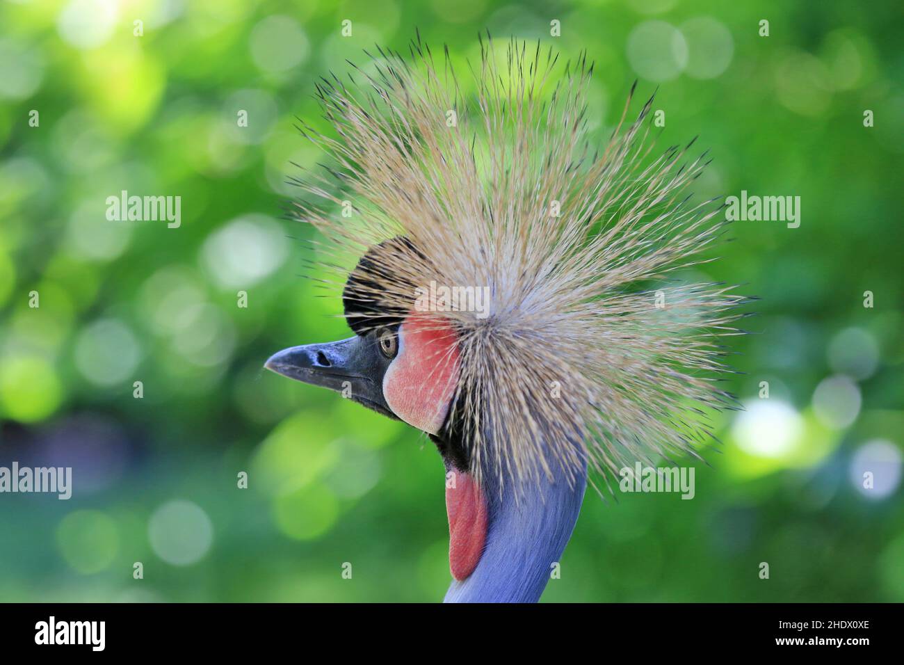 crowned crane, feathers, crowned cranes, feather Stock Photo - Alamy
