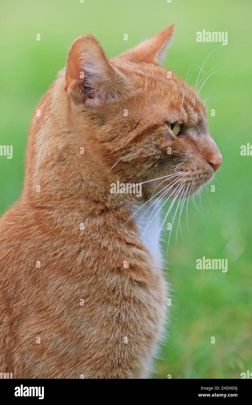 Reds cat hi-res stock photography and images - Alamy
