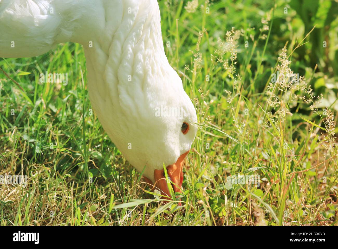 Feedings hi-res stock photography and images - Alamy