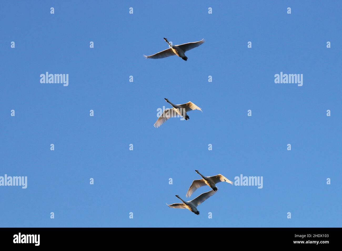 flying, swan, fly, to fly, swans Stock Photo - Alamy