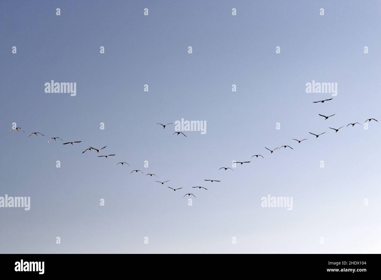 Bird aerodynamics hi-res stock photography and images - Alamy